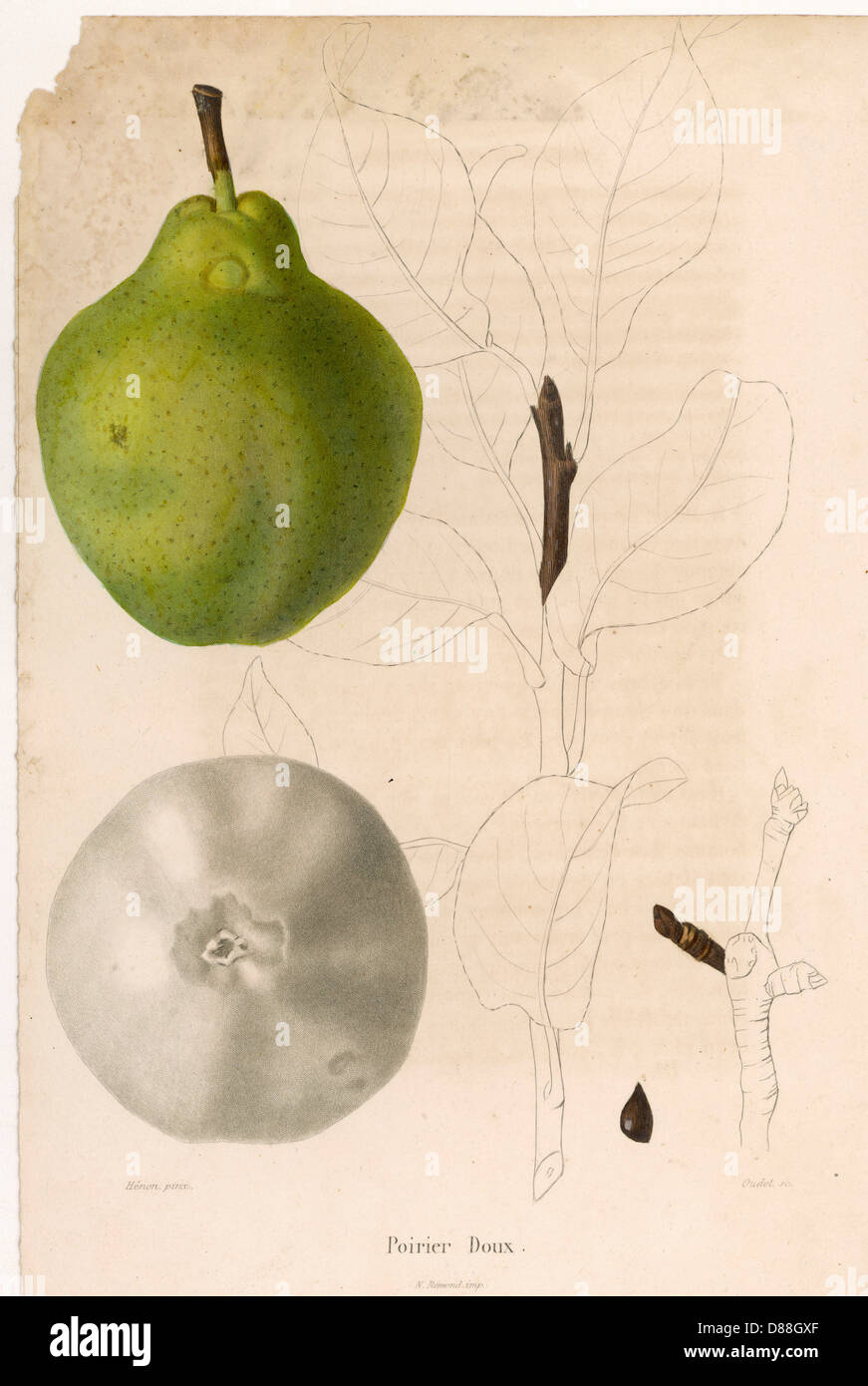 Historical Pear High Resolution Stock Photography and Images - Alamy