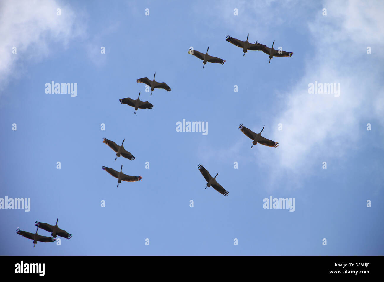 Birds of china hi-res stock photography and images - Alamy