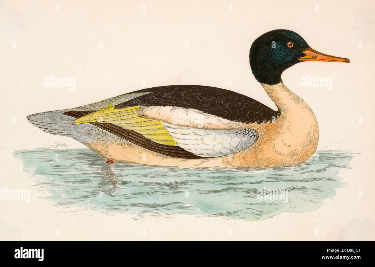 Morris duck goosander hi-res stock photography and images - Alamy