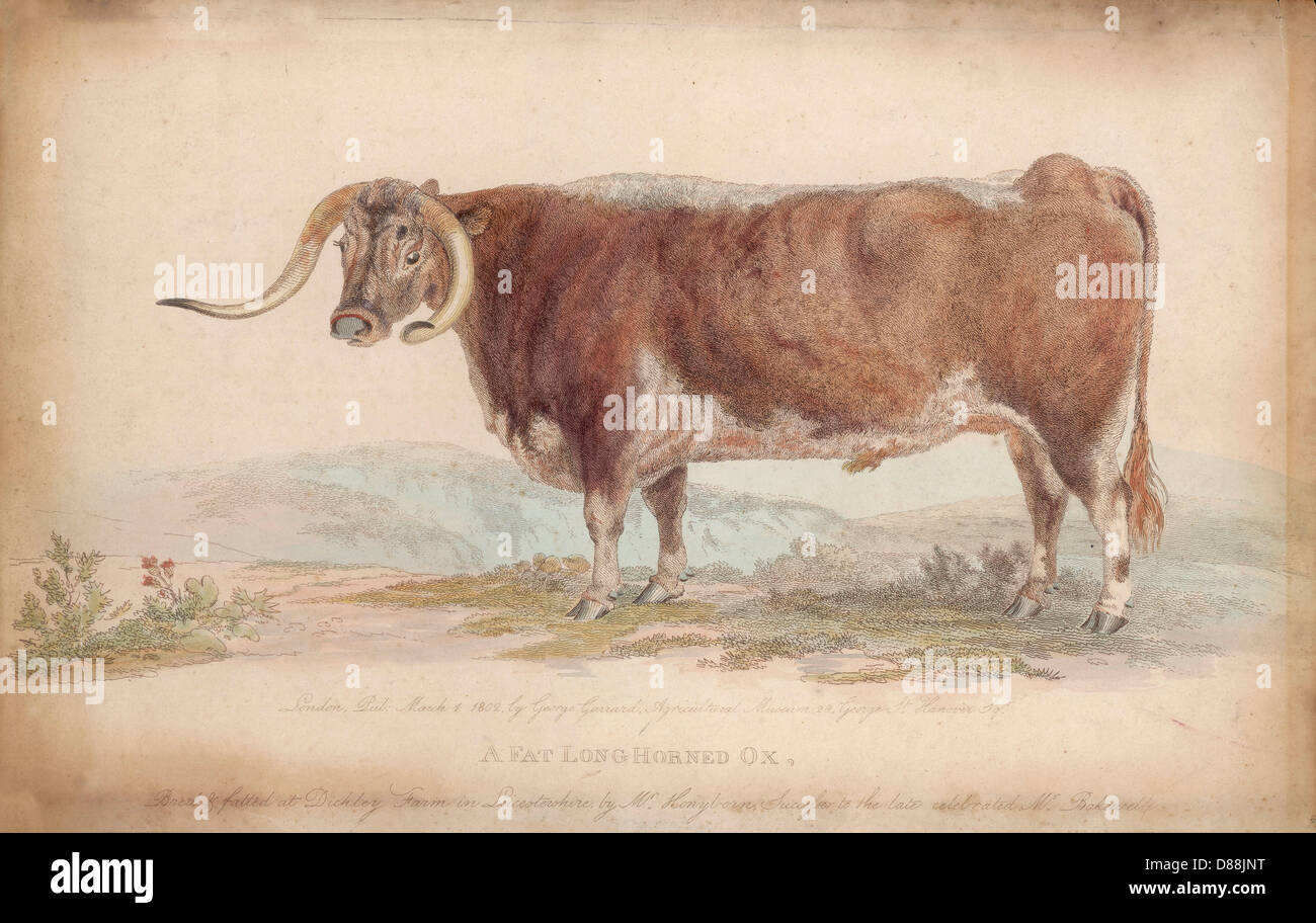 A FAT LONG-HORNED OX Stock Photo - Alamy