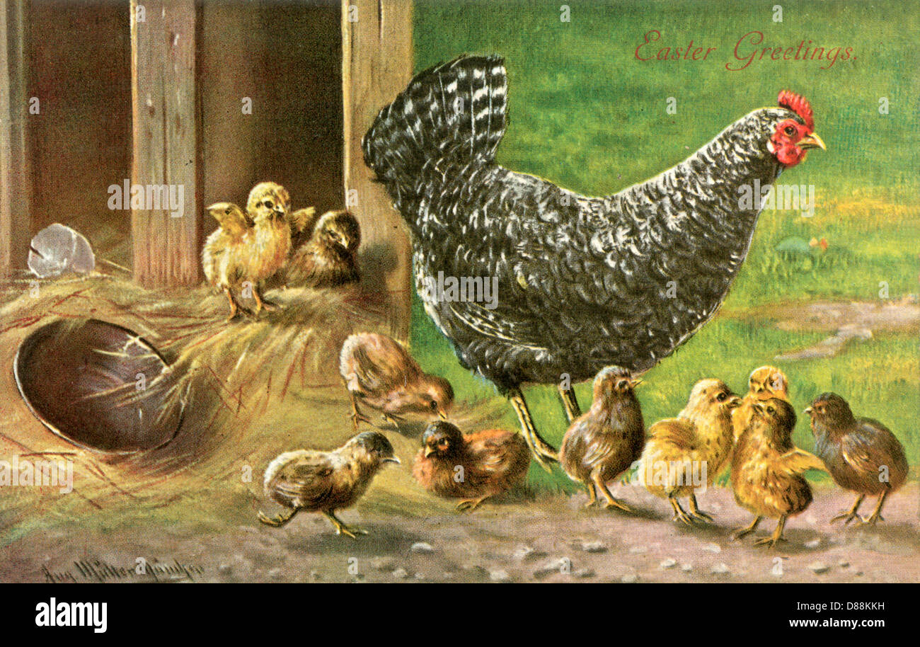 SPECKLED HEN & CHICKS Stock Photo - Alamy