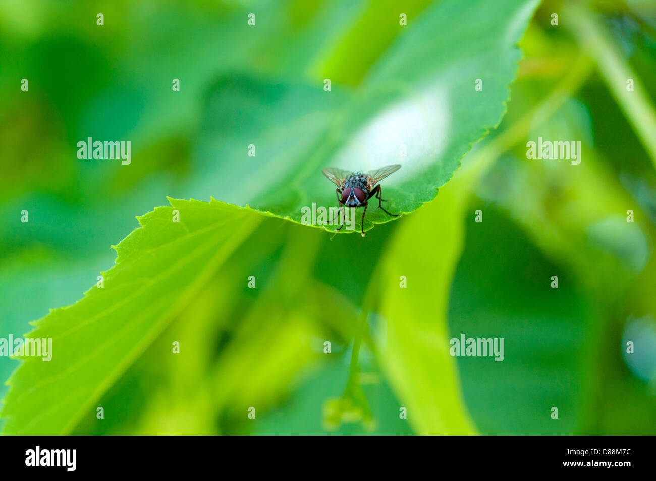 Small midge on the green leaf. Selective focus on the bug Stock Photo ...