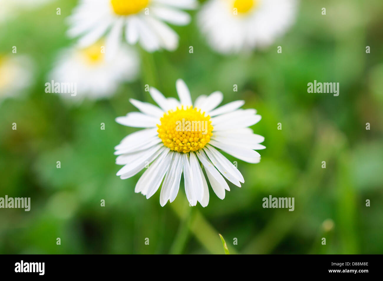 Selective focus on the front flower Stock Photo - Alamy