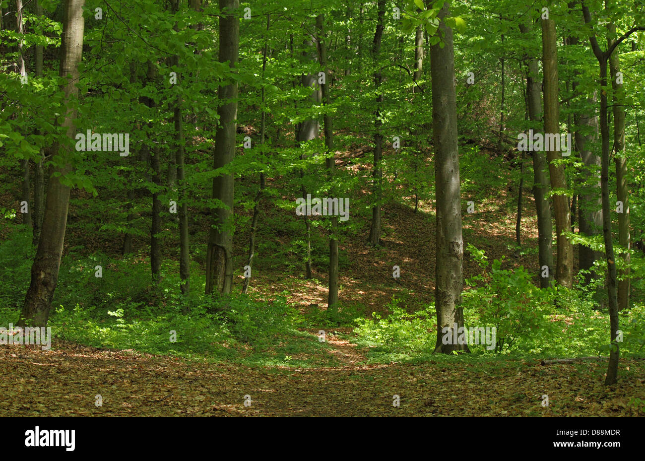 deciduous forest with European Beech trees Stock Photo - Alamy