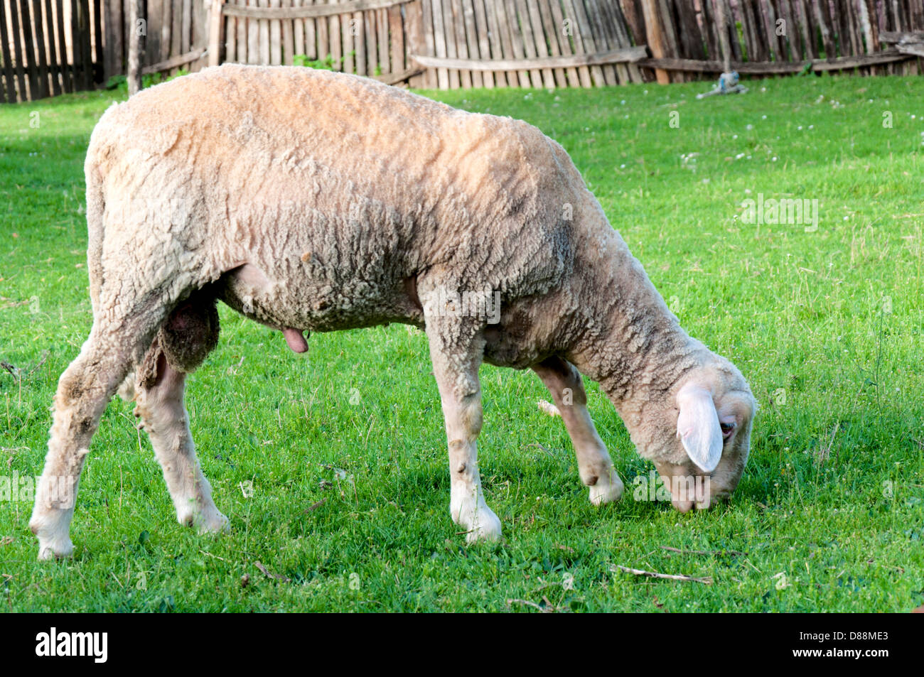 Single sheep eating the grass Stock Photo - Alamy