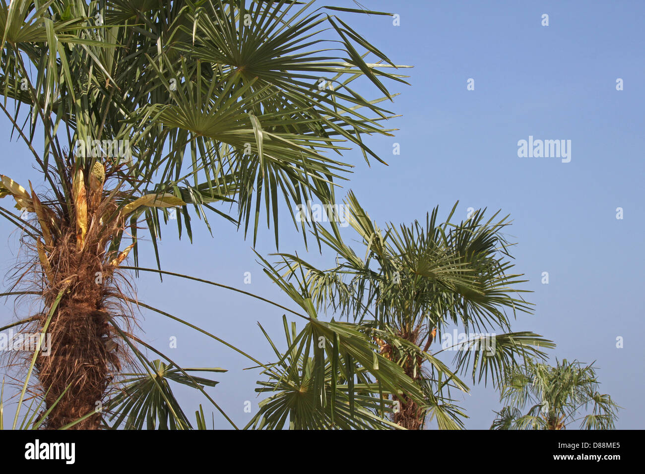 Row of palm trees hi-res stock photography and images - Alamy