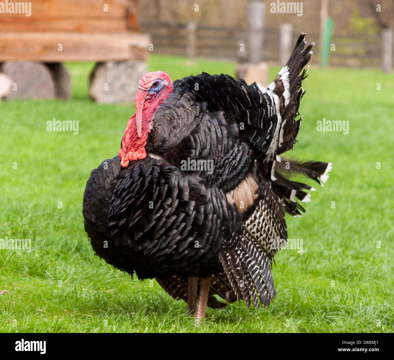 Turkey in Museum of the Mazovian Countryside in Sierpc, Poland Stock ...