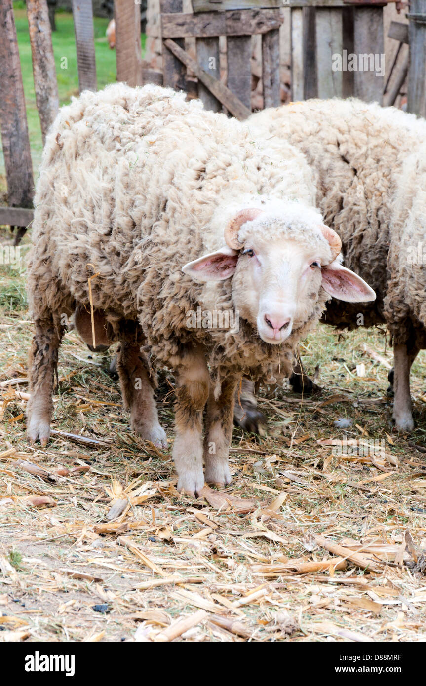 Angry ram looking at camera Stock Photo - Alamy