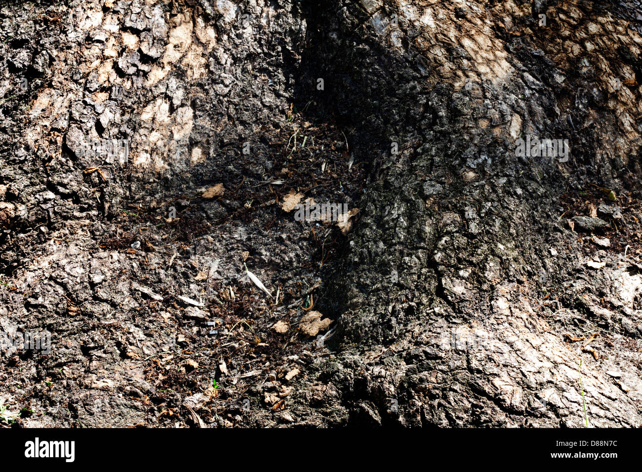 Tree root texture hi-res stock photography and images - Alamy