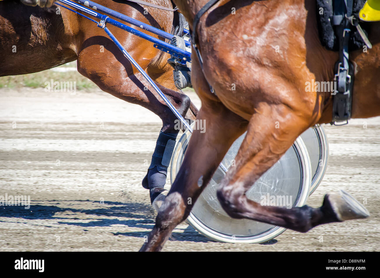 Harness racing. Racing horses harnessed to lightweight strollers Stock ...