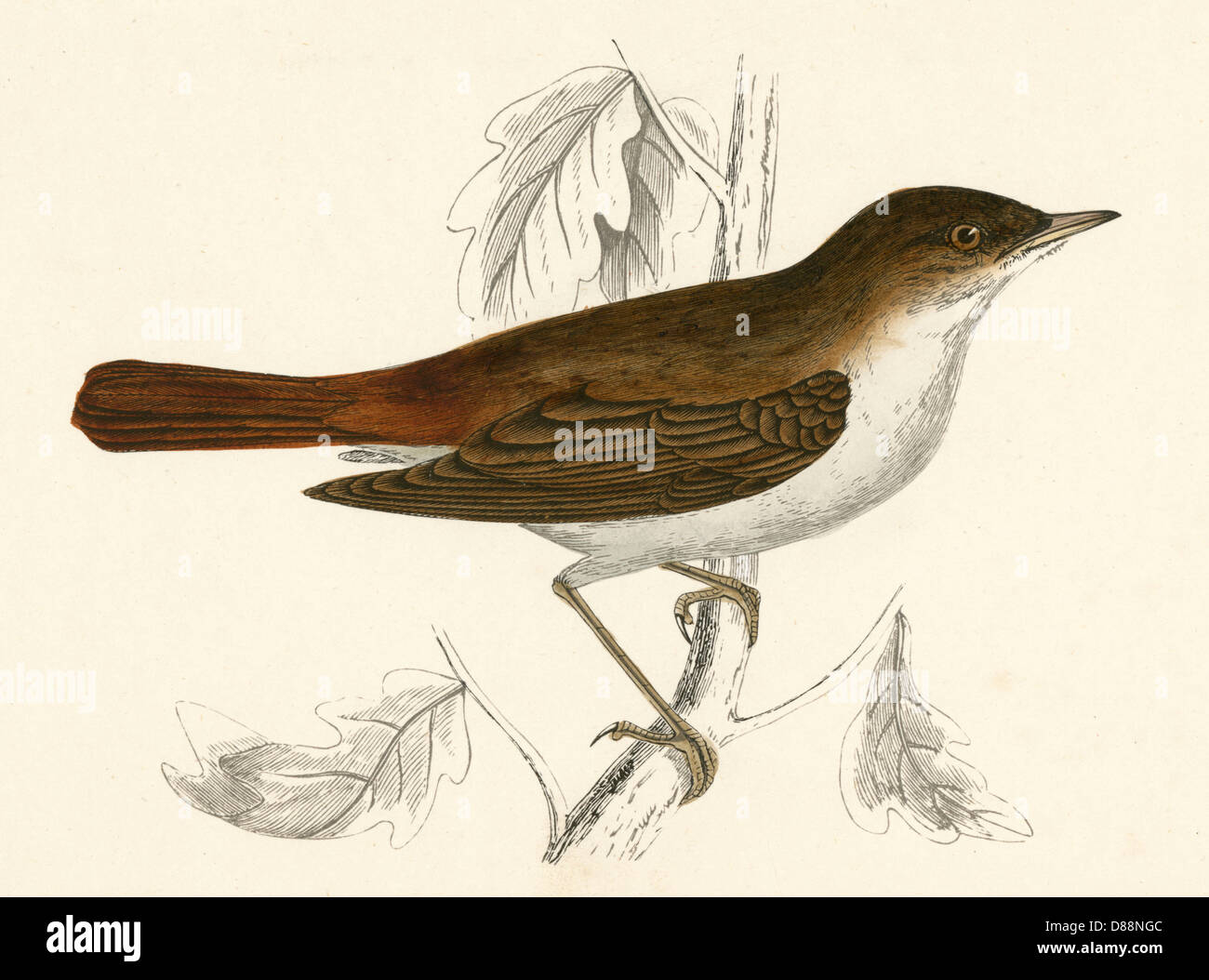 Birds nightingale hi-res stock photography and images - Alamy