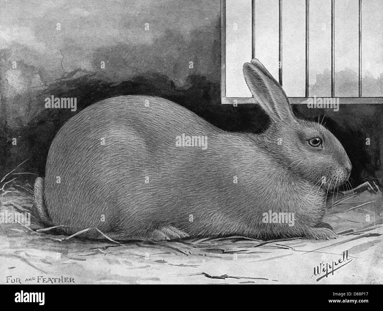 Rabbit profile hi-res stock photography and images - Alamy