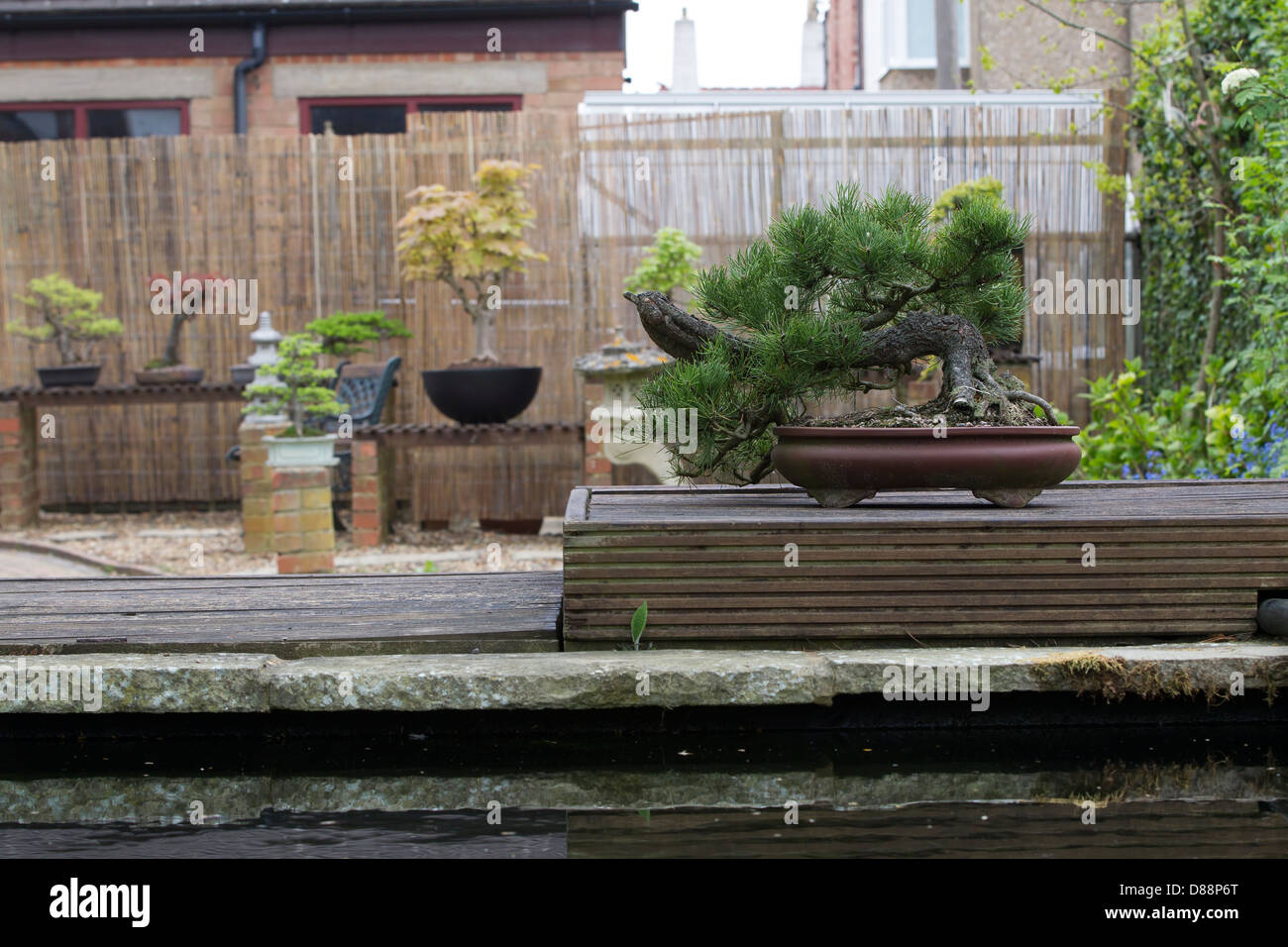 Garden display of Bonsai Stock Photo - Alamy