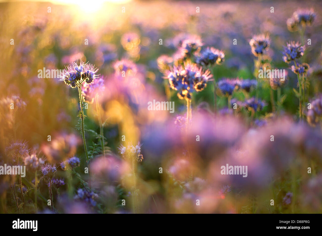 Purple spring meadow Stock Photo - Alamy