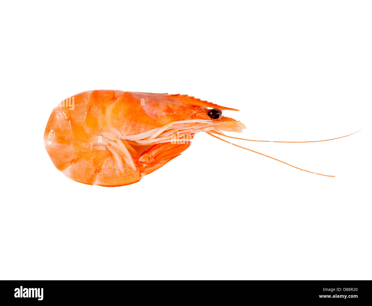 Shrimp isolated on white background Stock Photo - Alamy