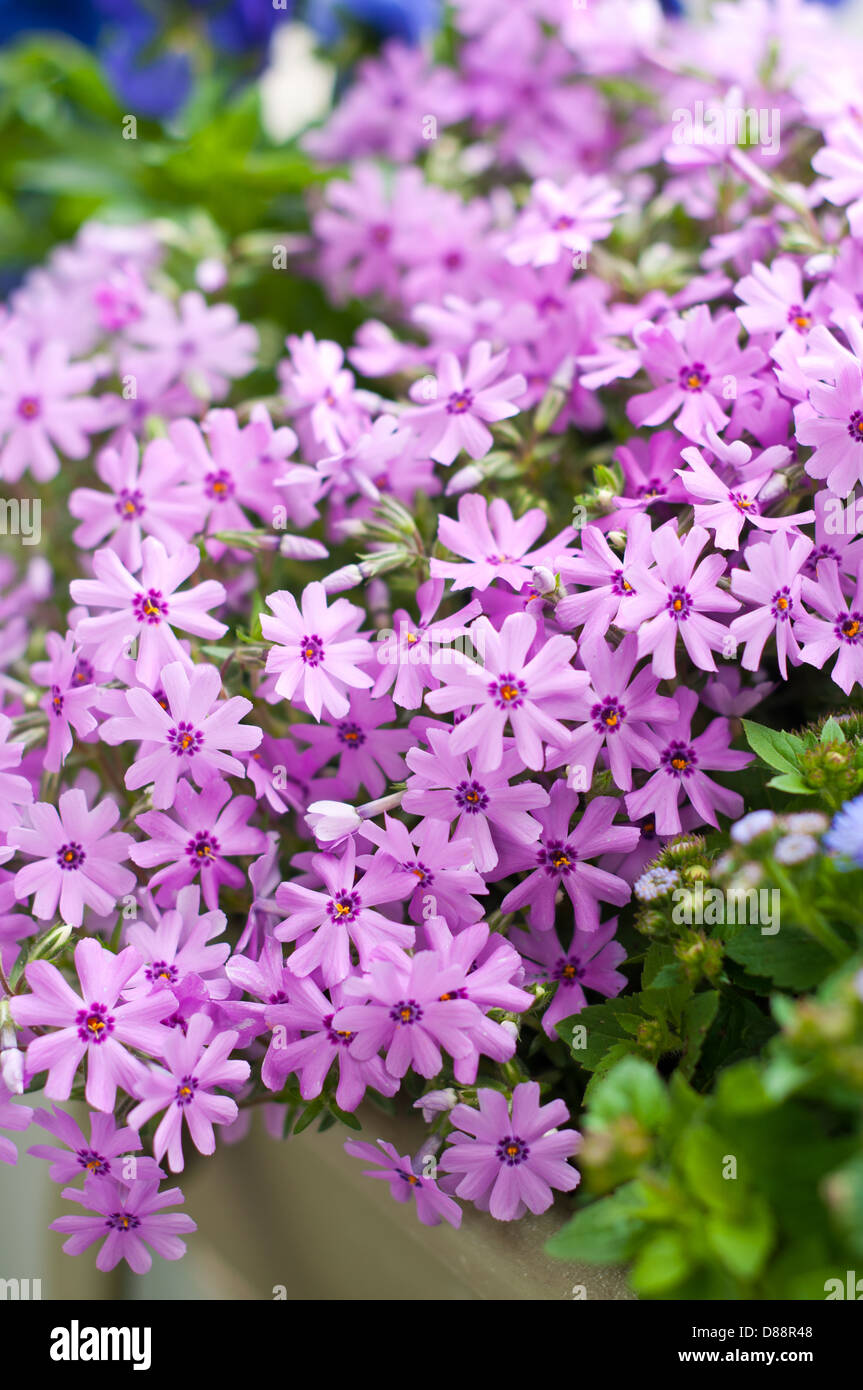 natural purple flowers flower arrangement Stock Photo - Alamy