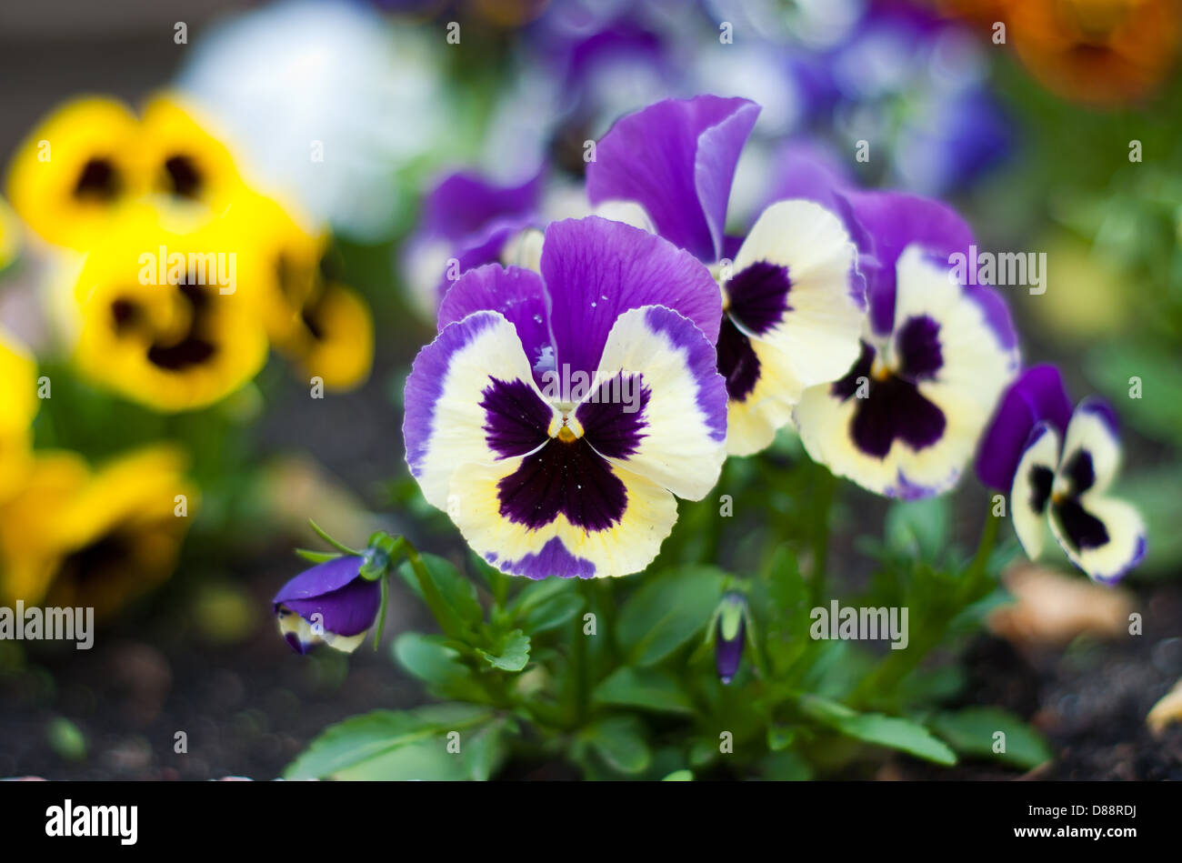 Colorful and beauty pansy flowers Stock Photo - Alamy