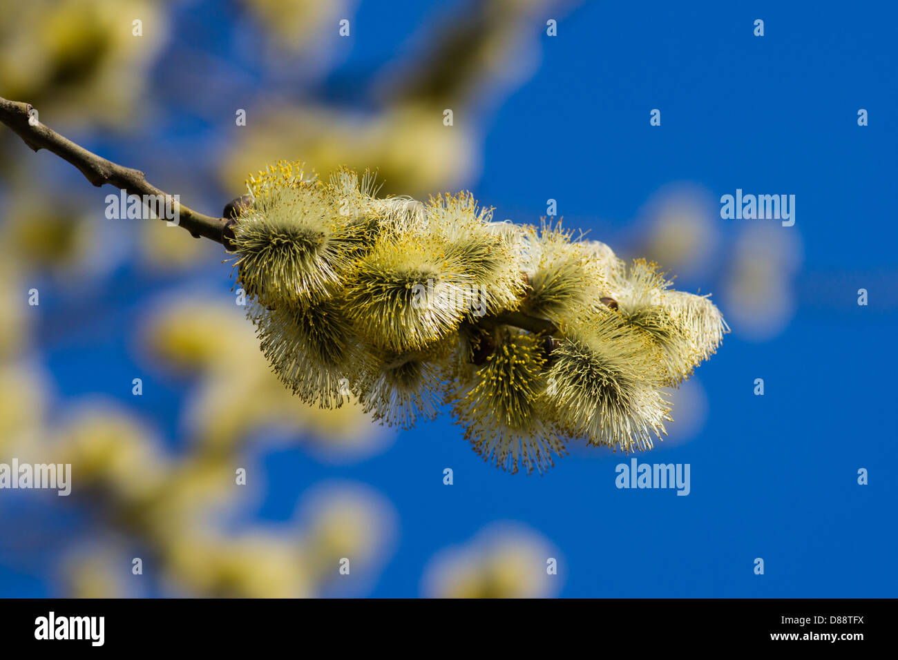 Yellow catkin against the background of blurred catkins and blue sky ...