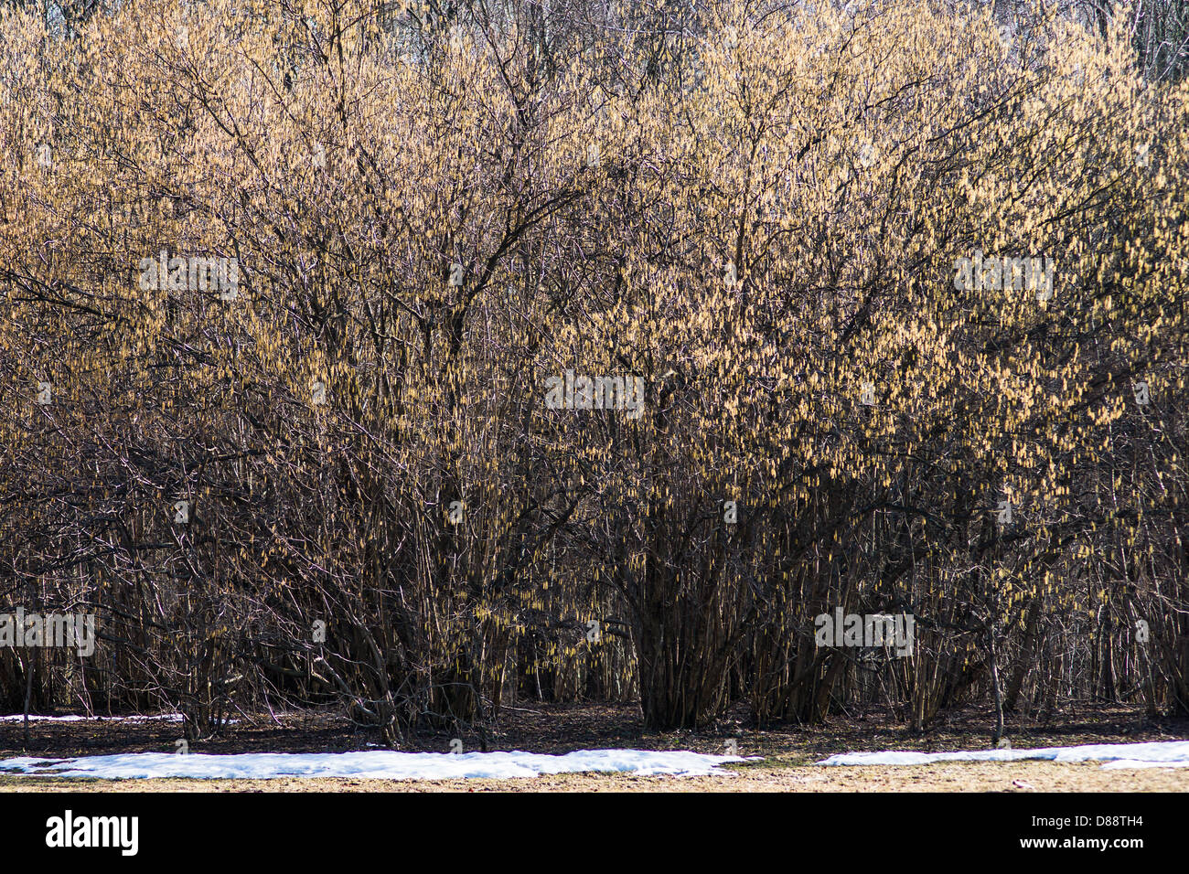 Male hazel shrubs in bloom on a sunny day of early spring Stock Photo ...