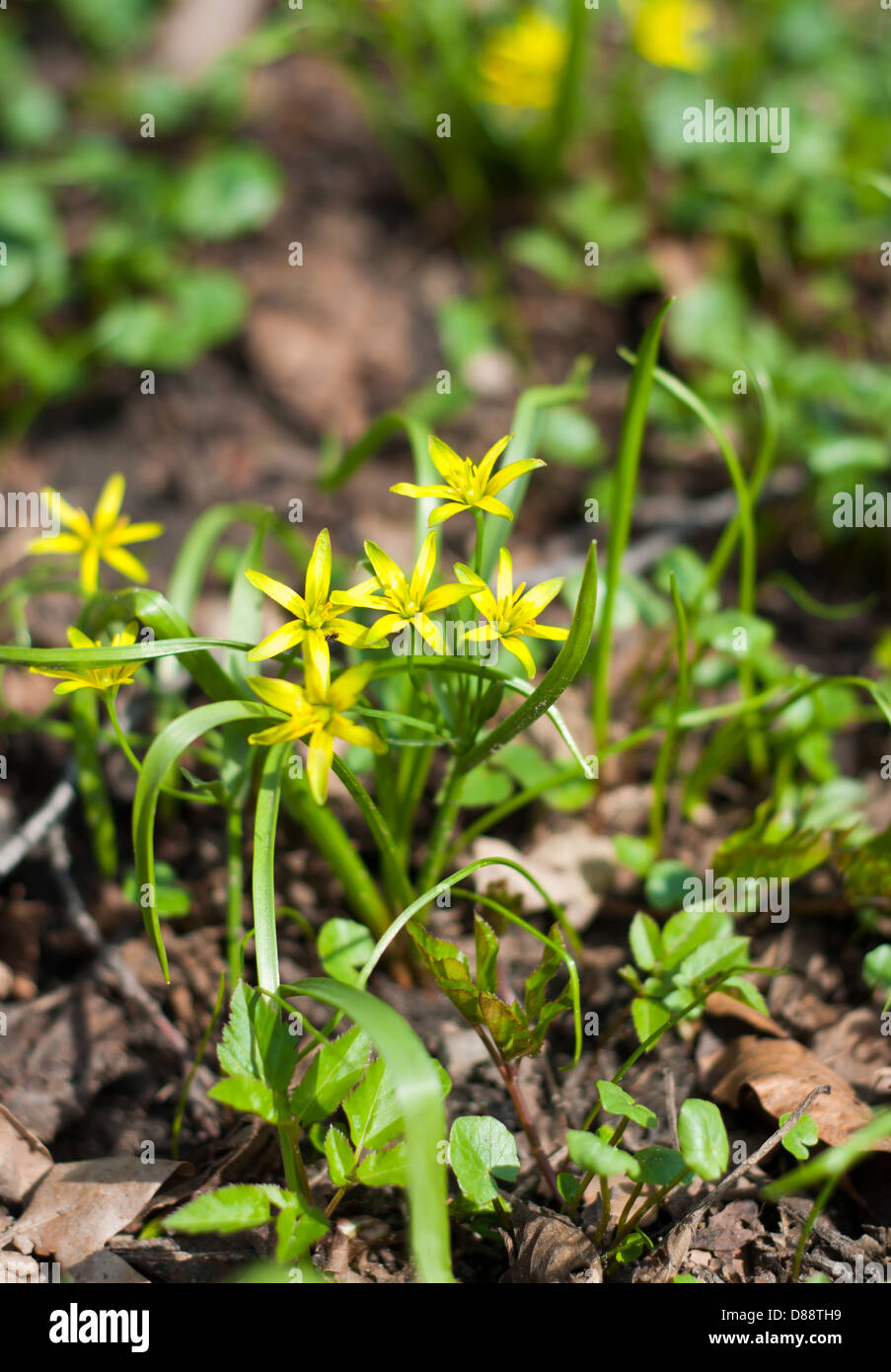 yellow spring flowers on nature background Stock Photo - Alamy