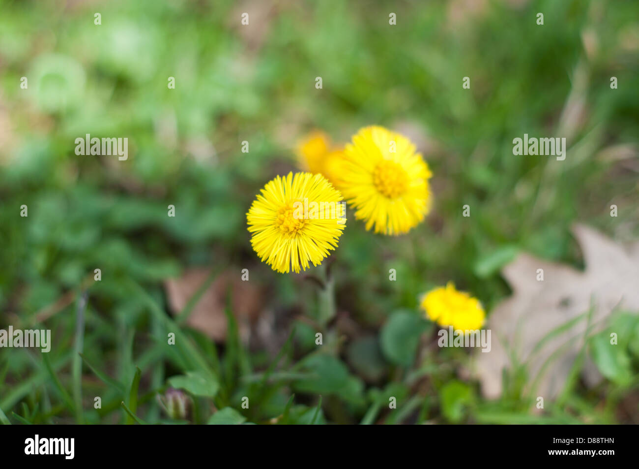 yellow spring flowers on nature background Stock Photo - Alamy