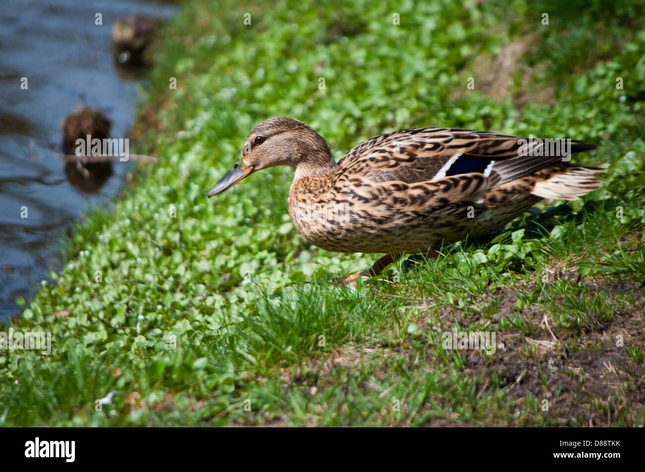 wild birds on nature background Stock Photo - Alamy