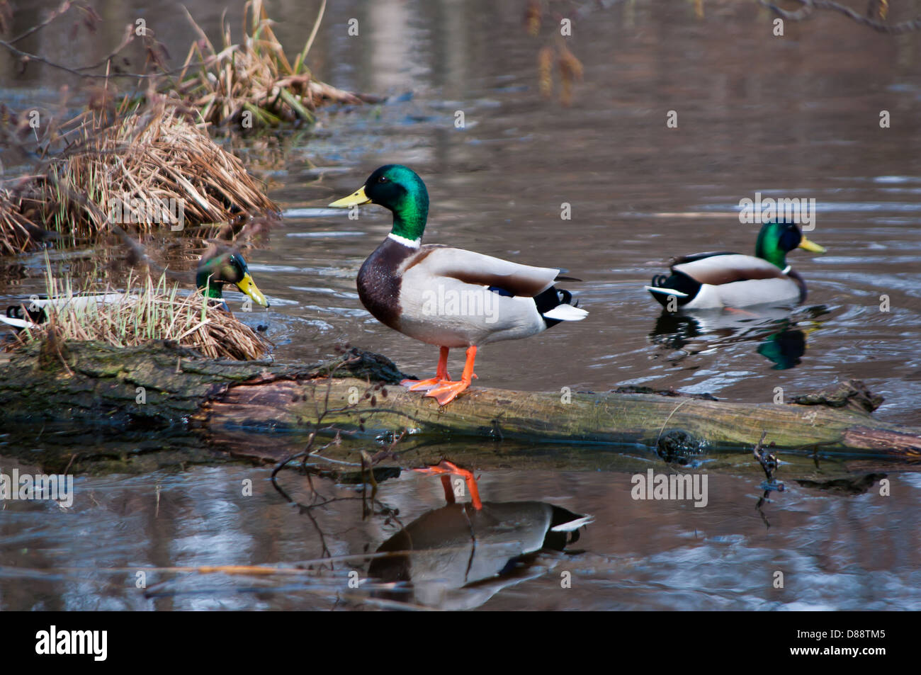 wild birds on nature background - water Stock Photo - Alamy