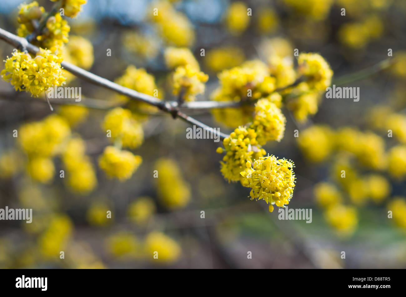 Spa background cherry blossoms hi-res stock photography and images - Alamy