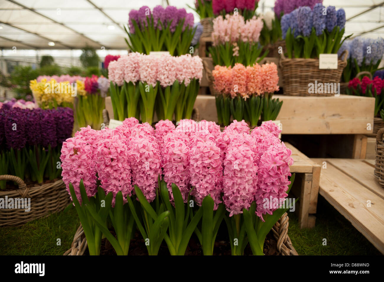 London, UK. 20th May 2013. Colourful Hyacinth display in the Great ...