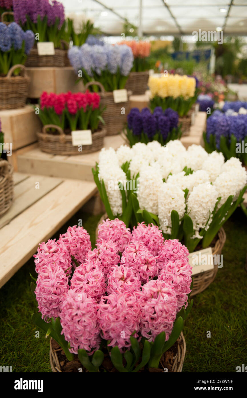 London, UK. 20th May 2013. Colourful Hyacinth display in the Great ...
