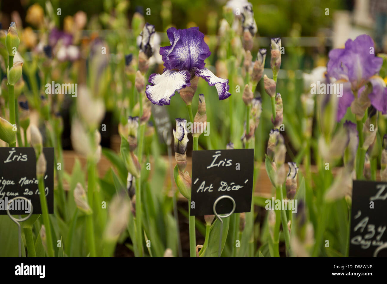 London, UK. 20th May 2013. Iris display in the Great Pavilion at the ...
