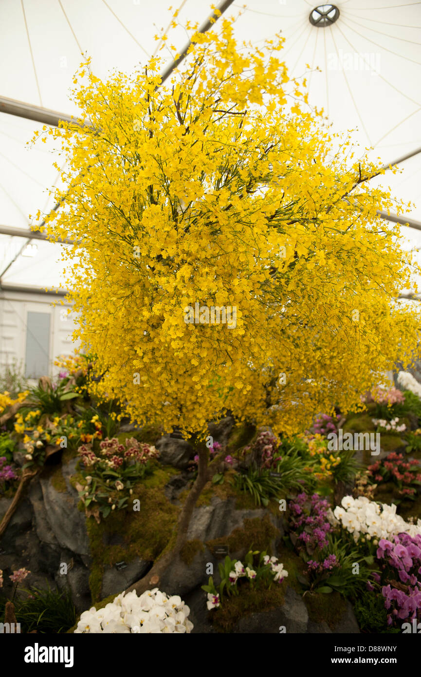London, UK. 20th May 2013. Orchid tree on display in the Great Pavilion ...