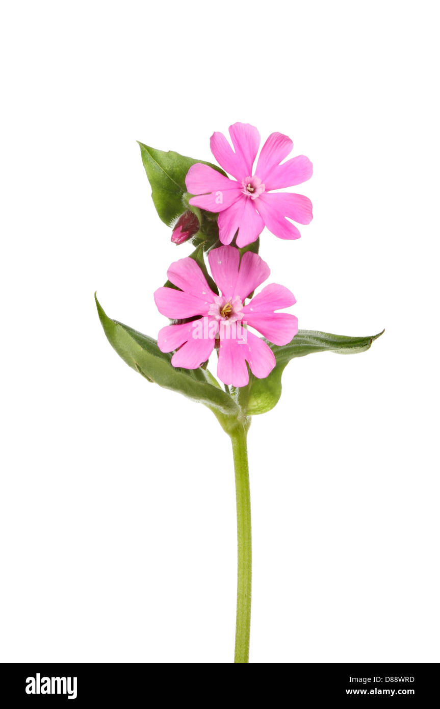 Pink campion wild flower isolated against white Stock Photo - Alamy