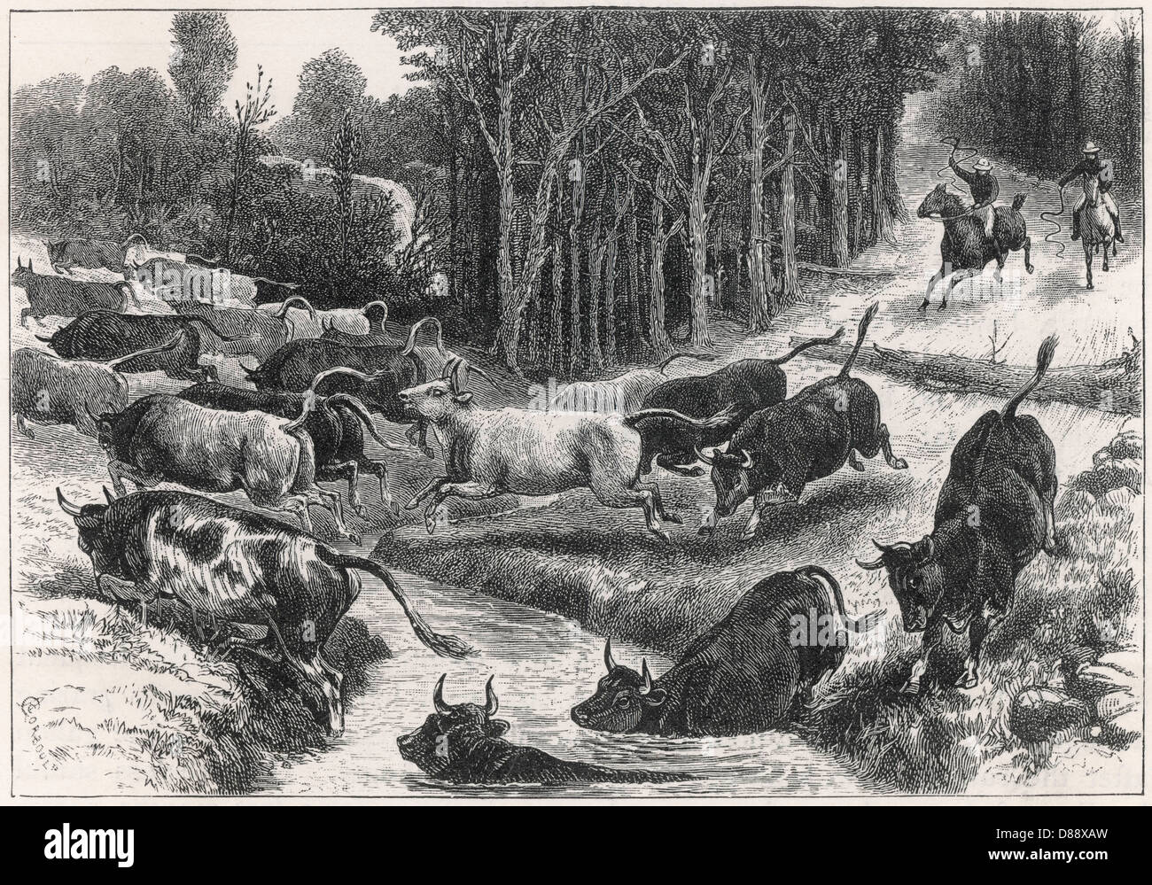 Australia cattle farming hi-res stock photography and images - Alamy
