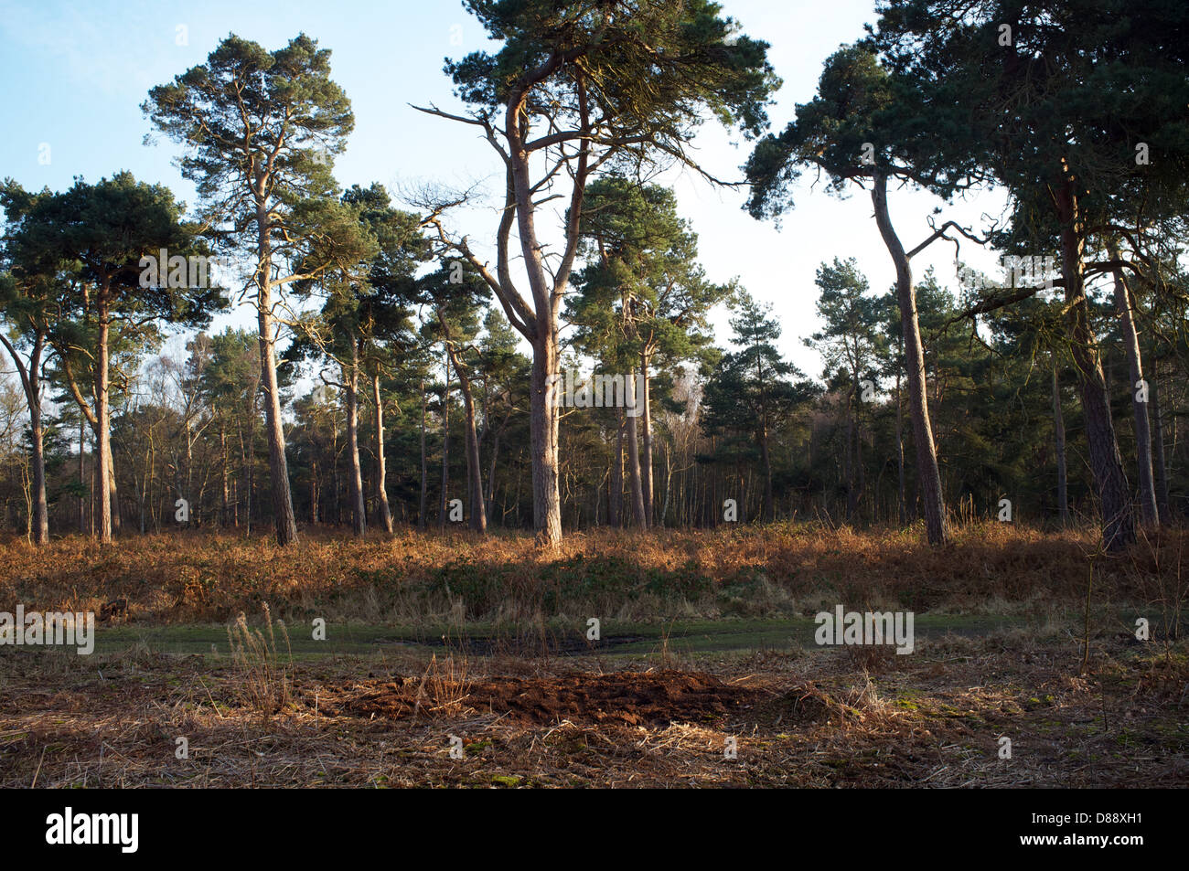 Sutton Heath Suffolk UK Stock Photo - Alamy