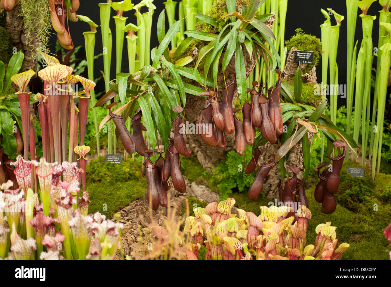 Carnivorous plant display rhs flower hi-res stock photography and ...