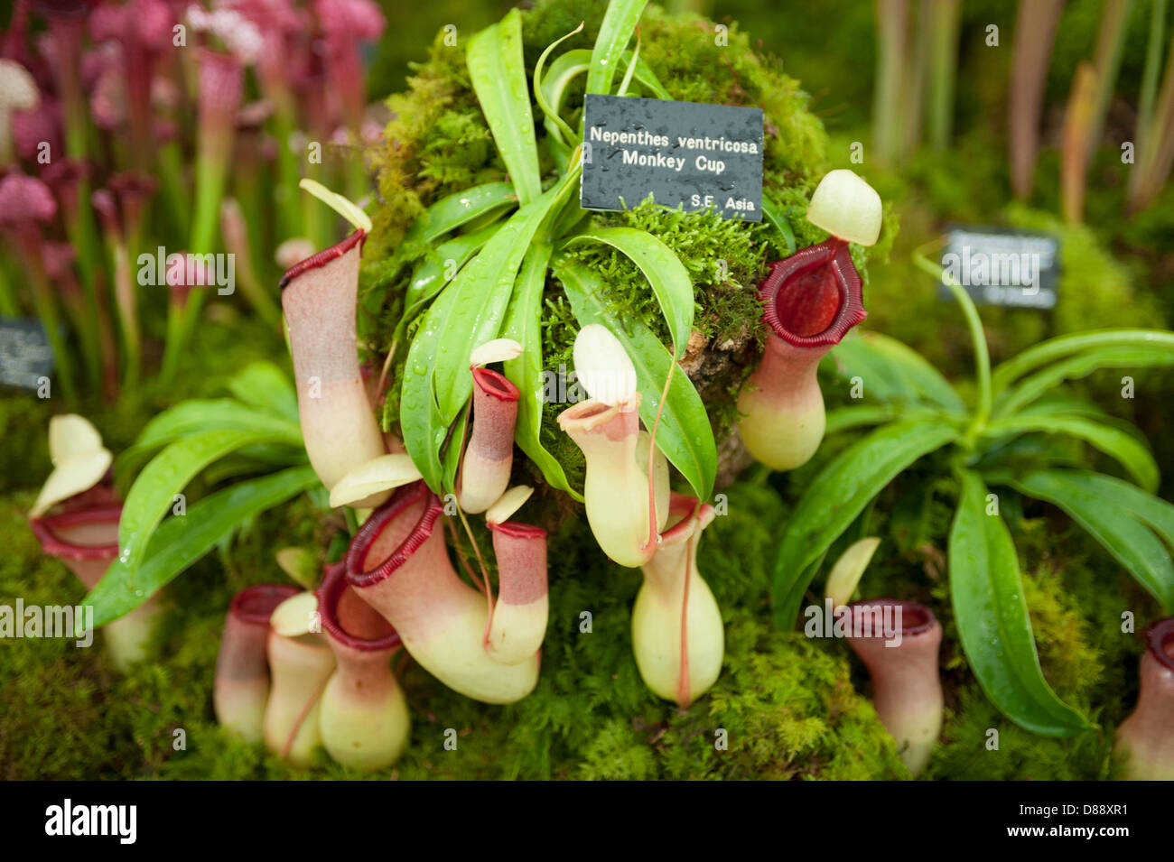 London, UK. 20th May 2013. Carnivorous Pitcher Plant display in the ...