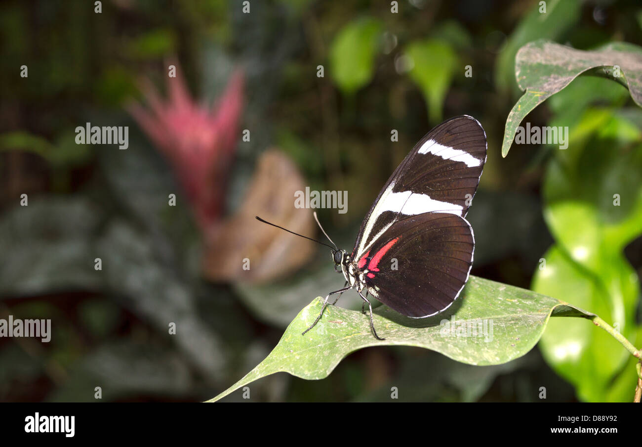 Doris Longwing butterfly Heliconius doris on green leaves Stock Photo ...