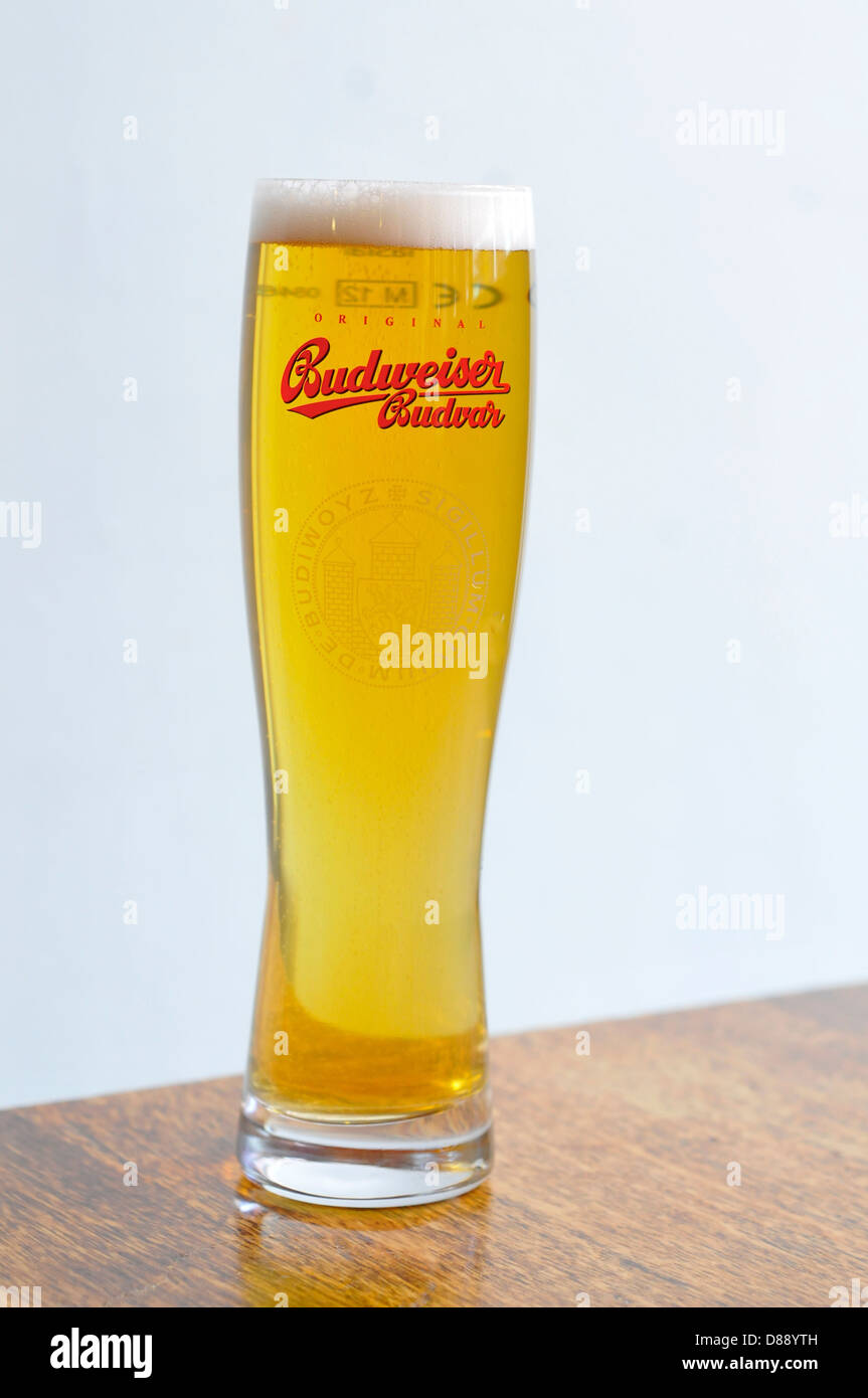 Pint of Budweiser Budvar beer Stock Photo - Alamy