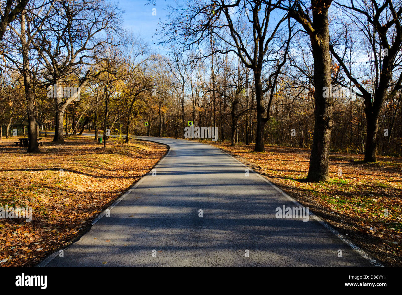 Straight road trough the forest Stock Photo - Alamy