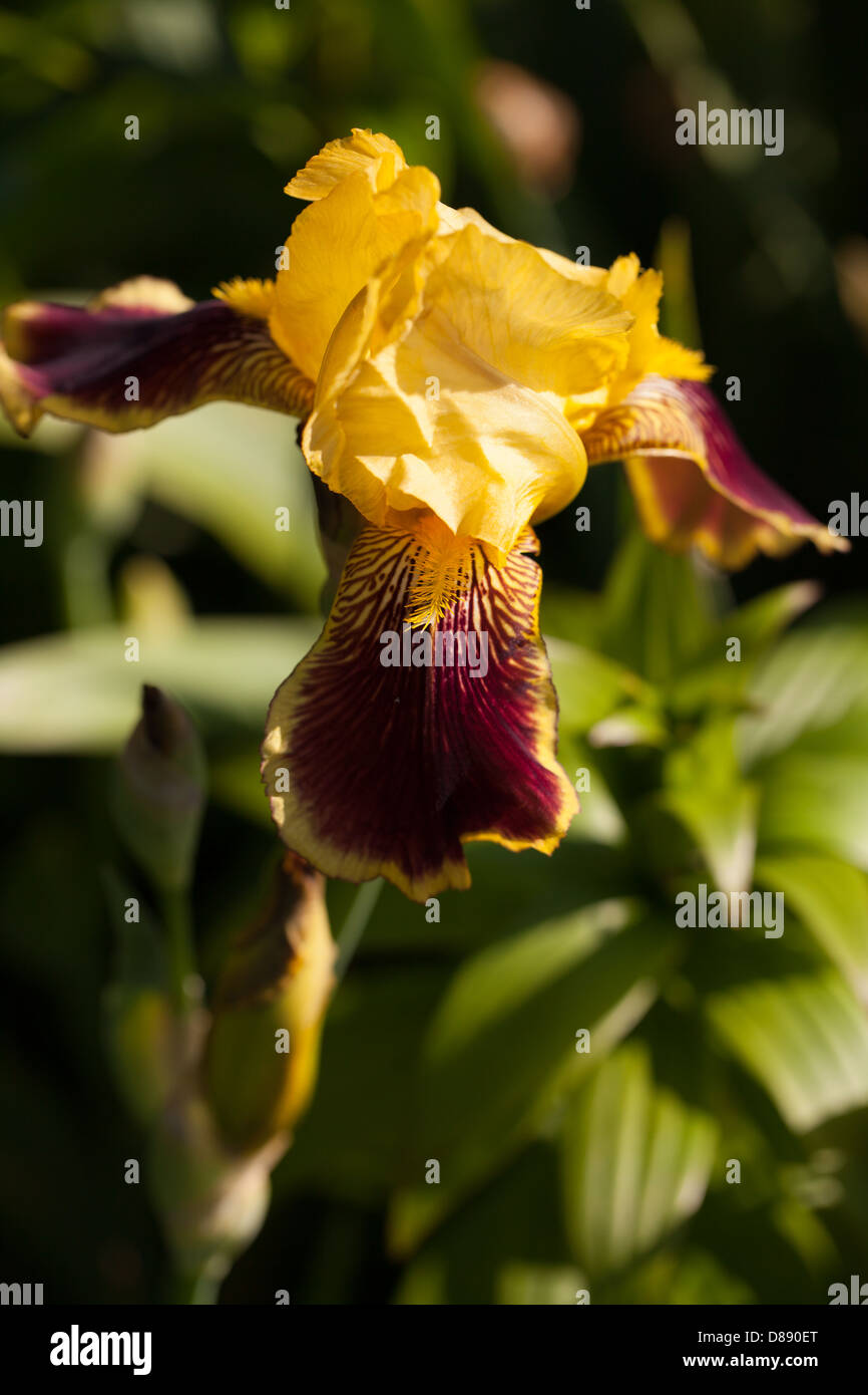 Tiger cardinal hi-res stock photography and images - Alamy