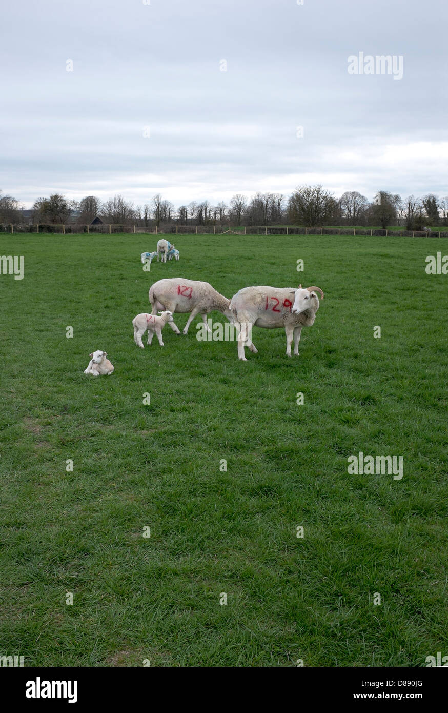 Numbered sheep hi-res stock photography and images - Alamy