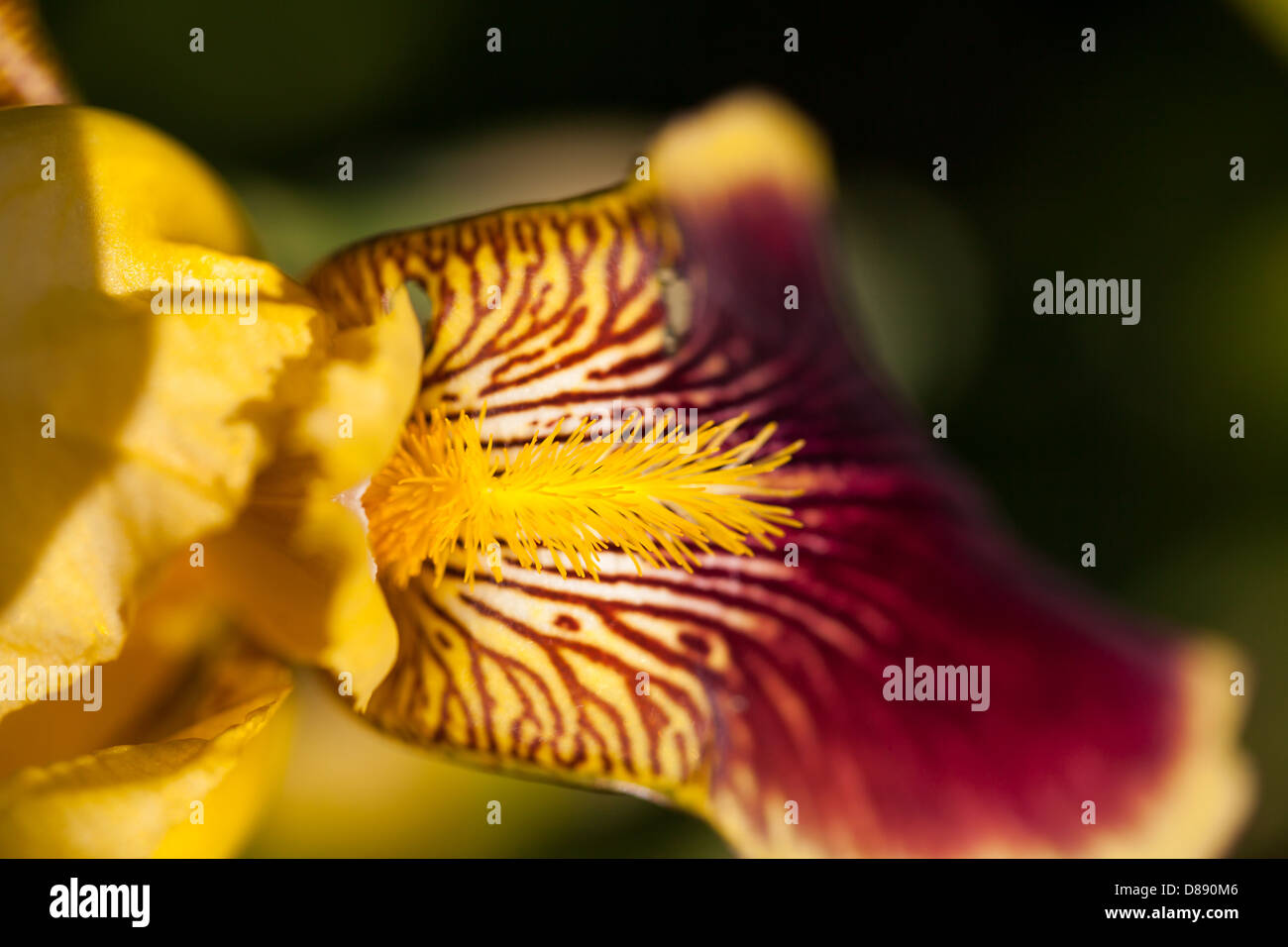 Beautiful yellow and purple close Iris germanica flower in a quiet ...