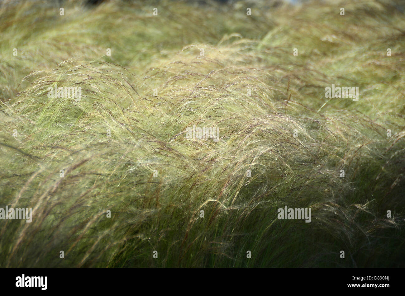 Grasses blowing in the wind hi-res stock photography and images - Alamy