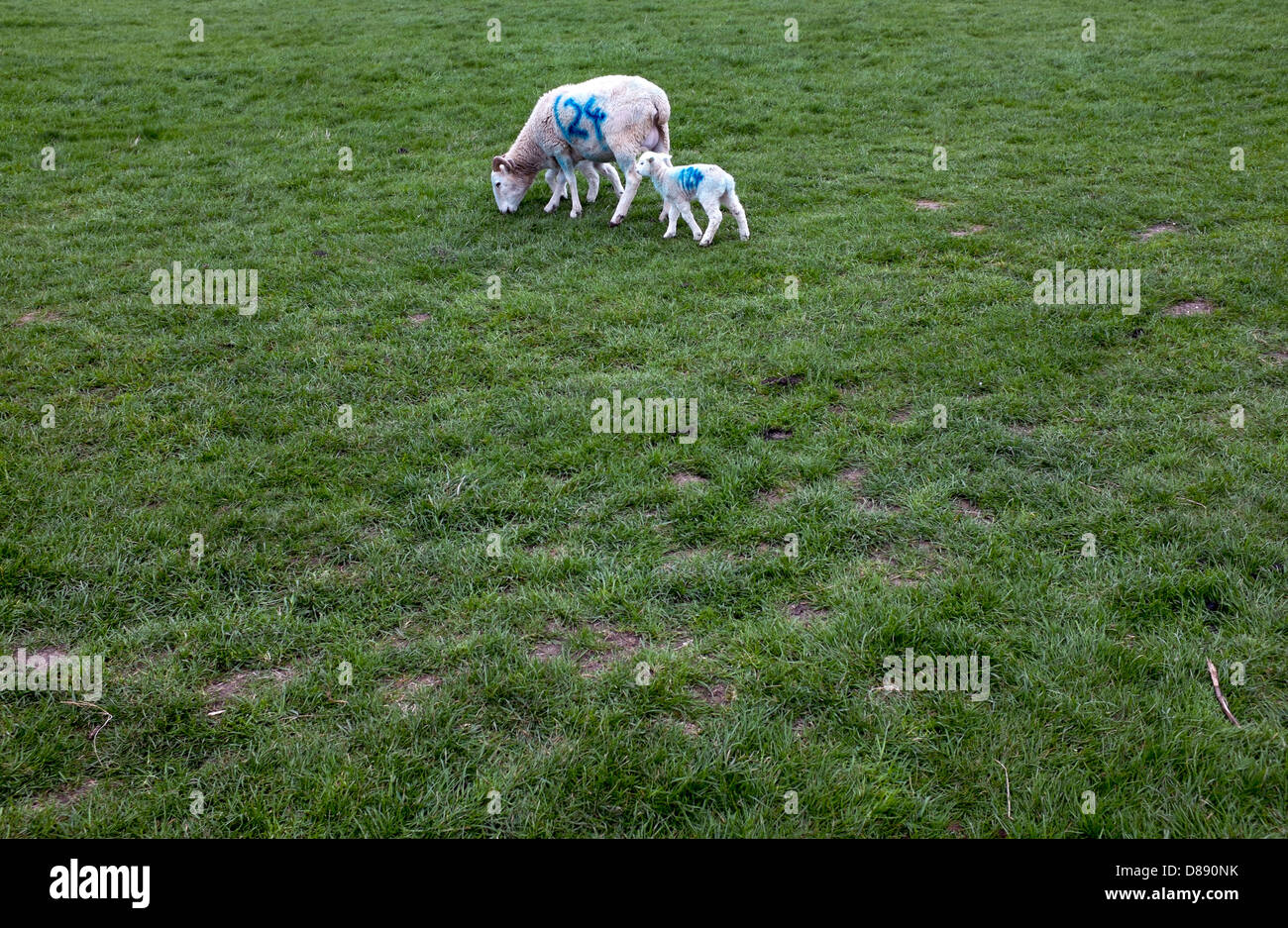 Numbered sheep hi-res stock photography and images - Alamy