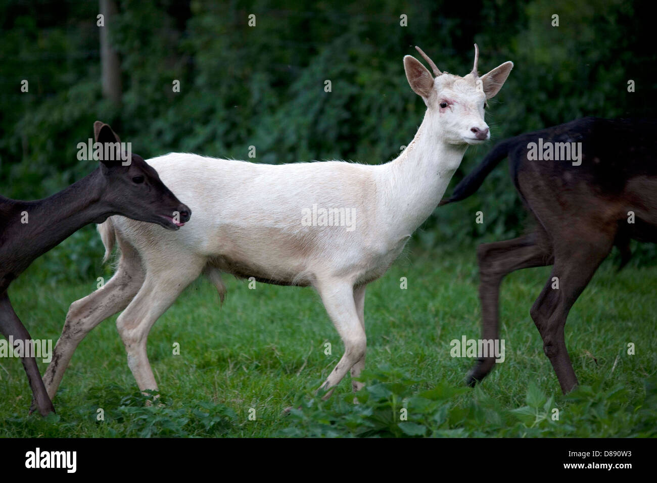 Fallow deer in field Stock Photo - Alamy