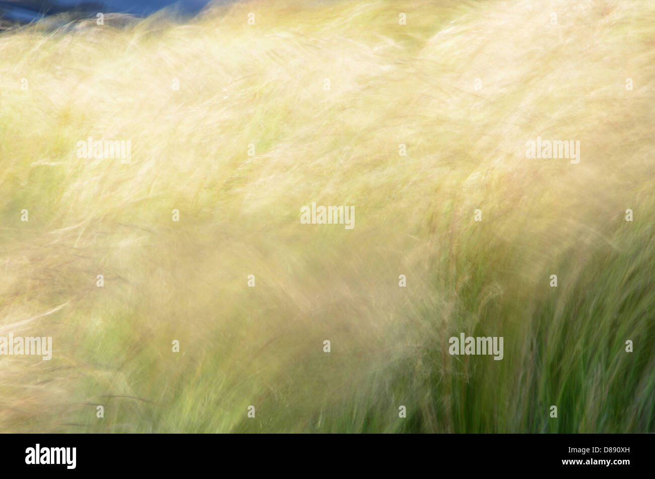 Grass Blowing in the Wind Stock Photo - Alamy