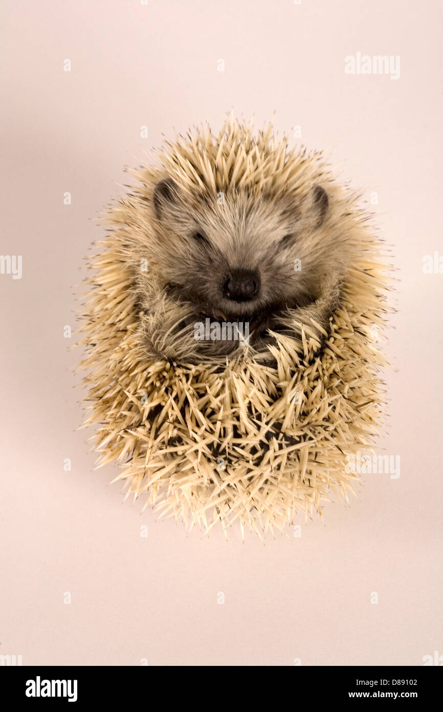 Curled Hedgehog Ball High Resolution Stock Photography and Images - Alamy