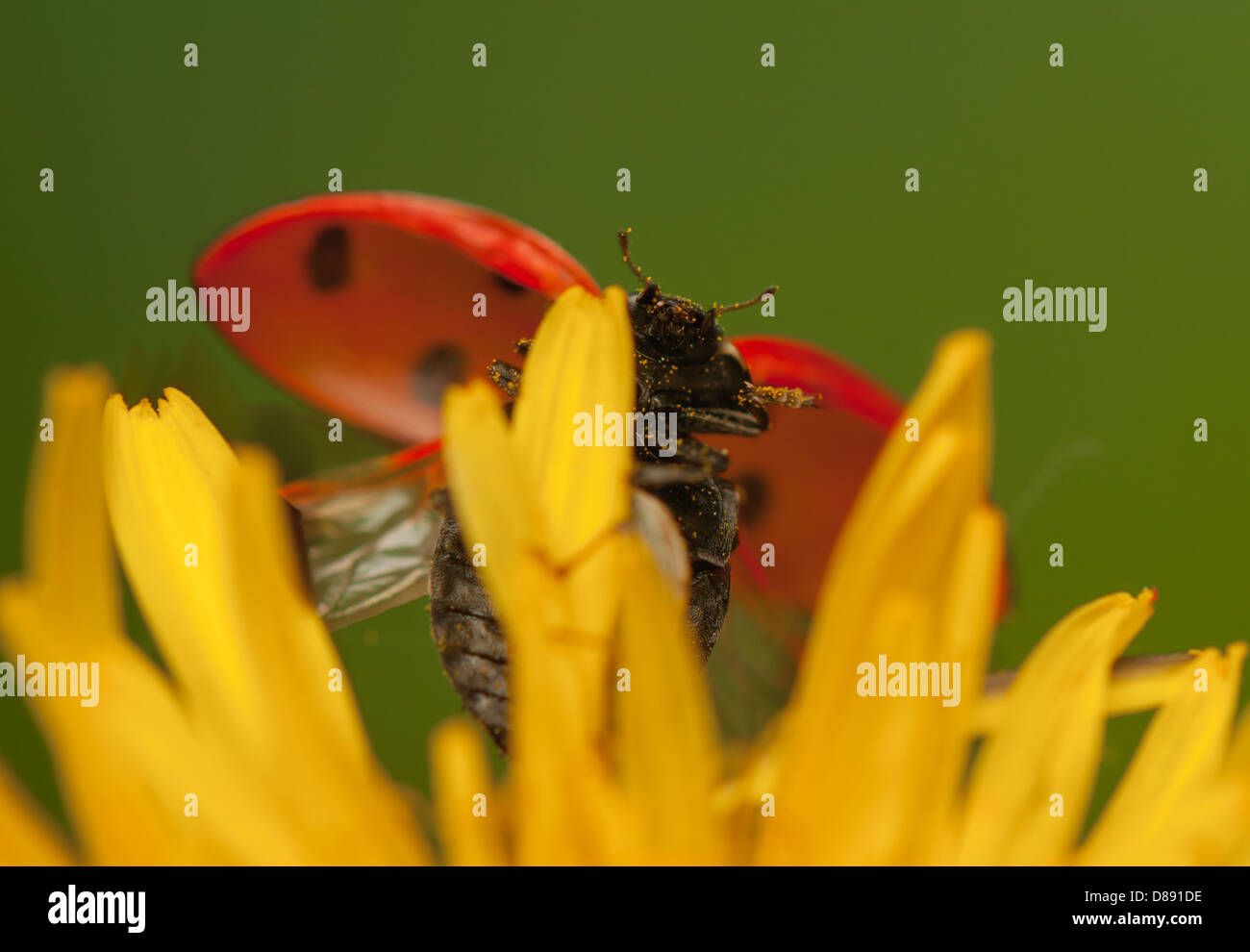 Flora and faun hi-res stock photography and images - Alamy