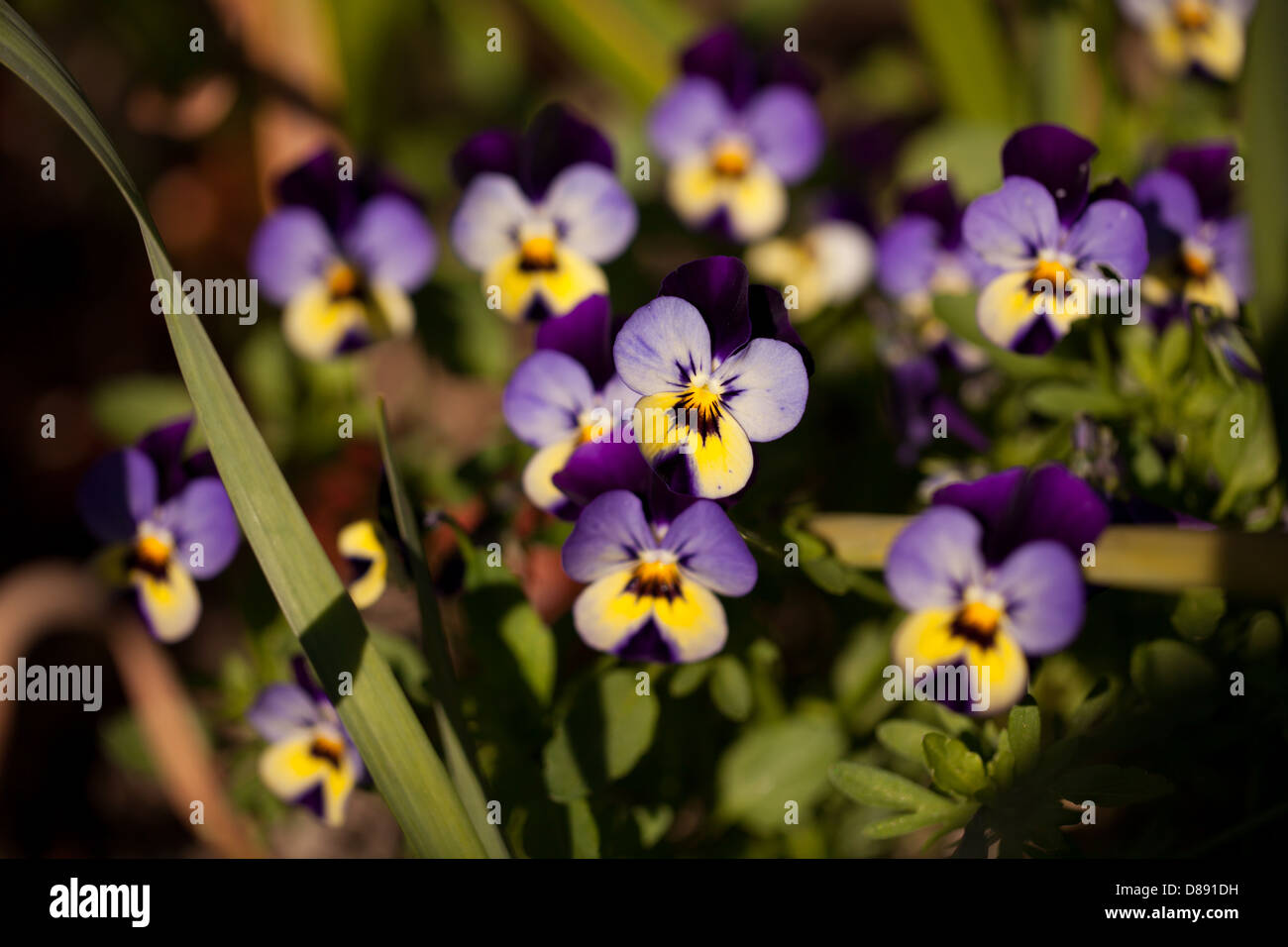 Yellow and purple viola flowers in a quiet spring garden in Brittany ...